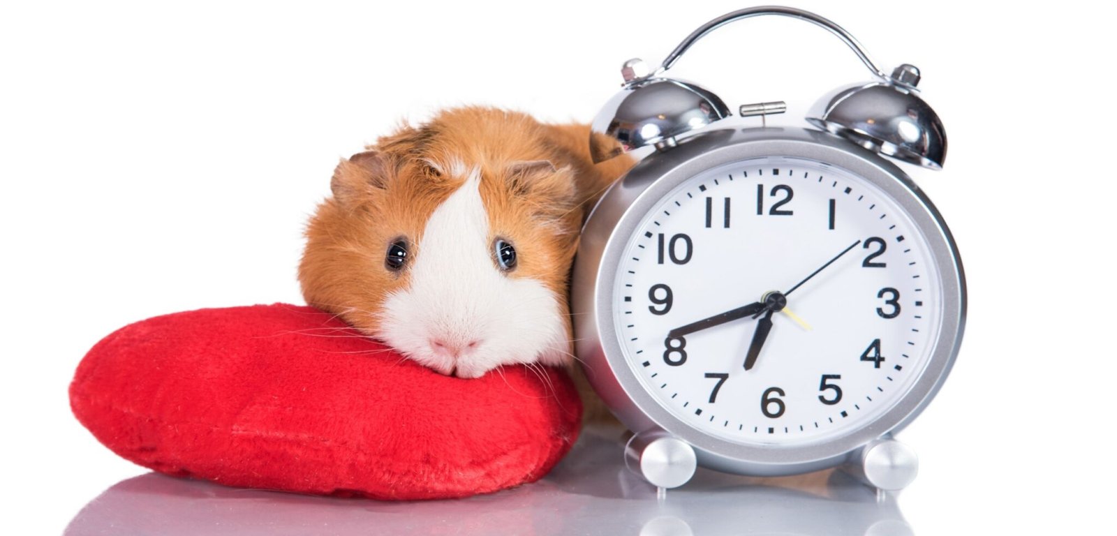 Do Guinea Pigs Sleep With Their Eyes Open?